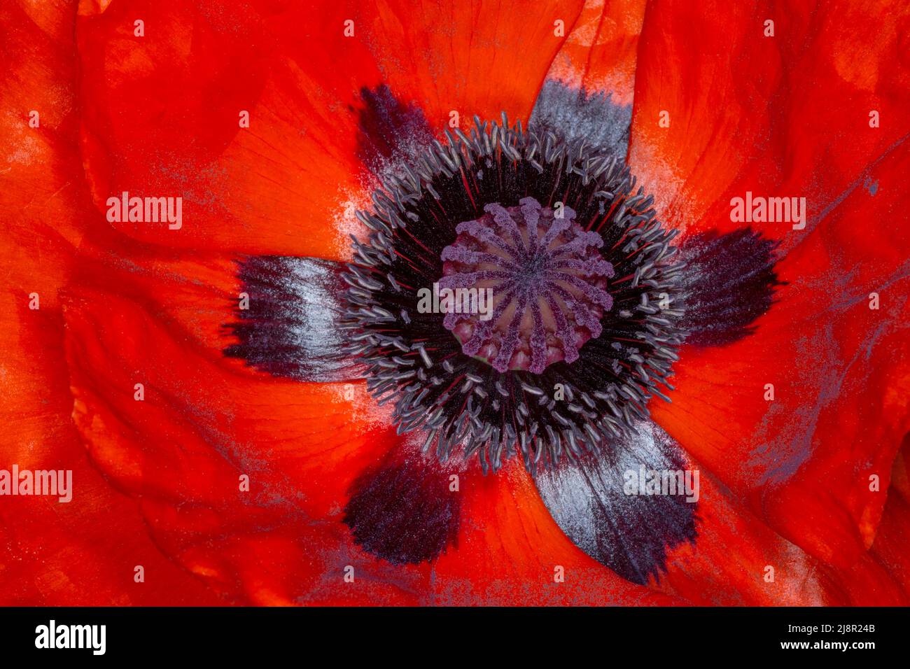Inside poppy petals hi-res stock photography and images - Alamy