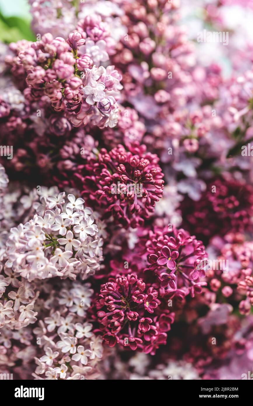 Beautiful lilac flowers background. Spring blossom. Purple and pink ...