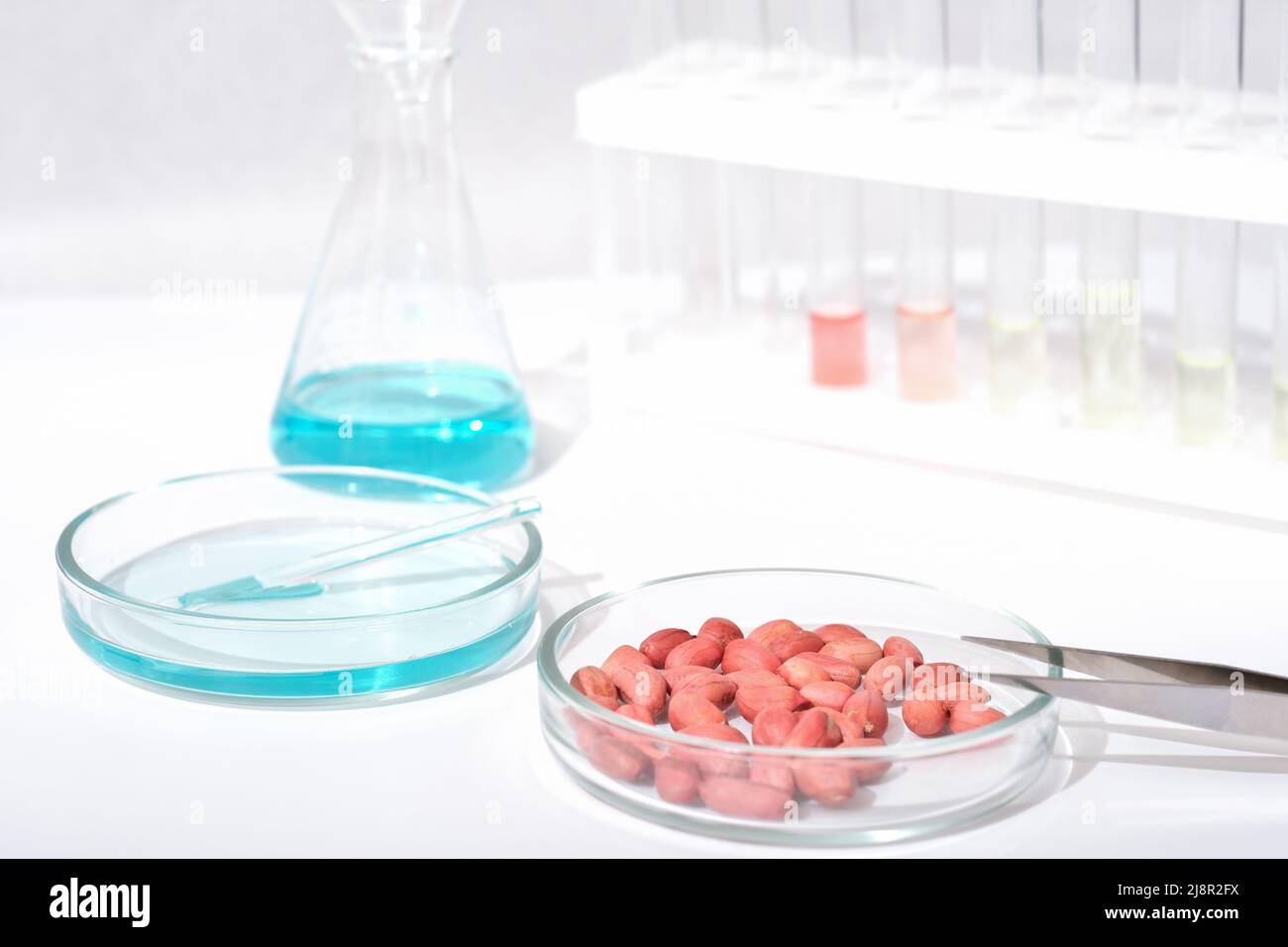 Peanuts control in test lab. chemical laboratory table. Food quality ...
