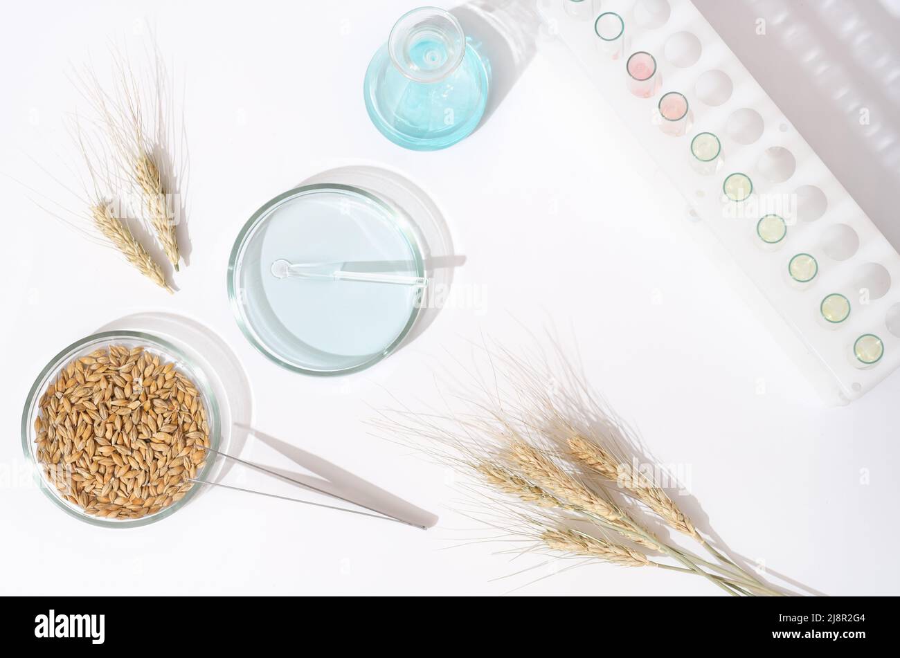 Barley grain and barley ears on a laboratory table. testing of grain ...