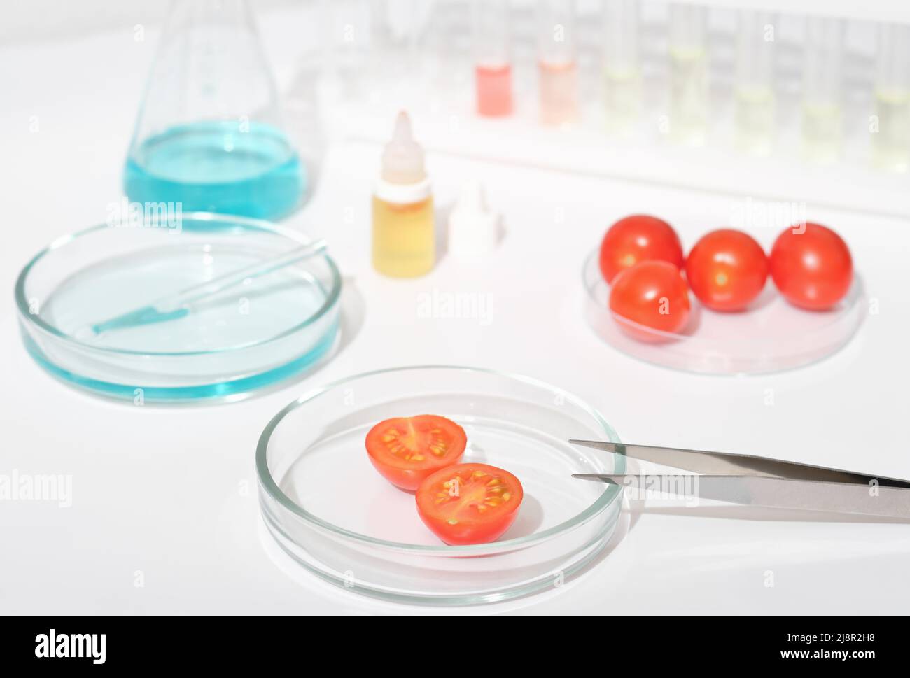 tomatoes in a petri dish on a laboratory table. chemical substance and ...