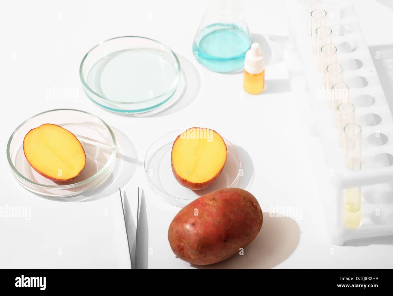 A genetically modified potato in a laboratory with test tubes and petri ...