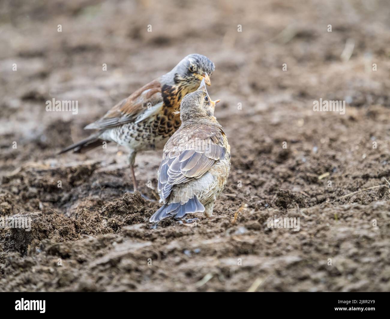 Thrush fieldfare, Turdus pylaris, feeds the chick with earthworms on ...