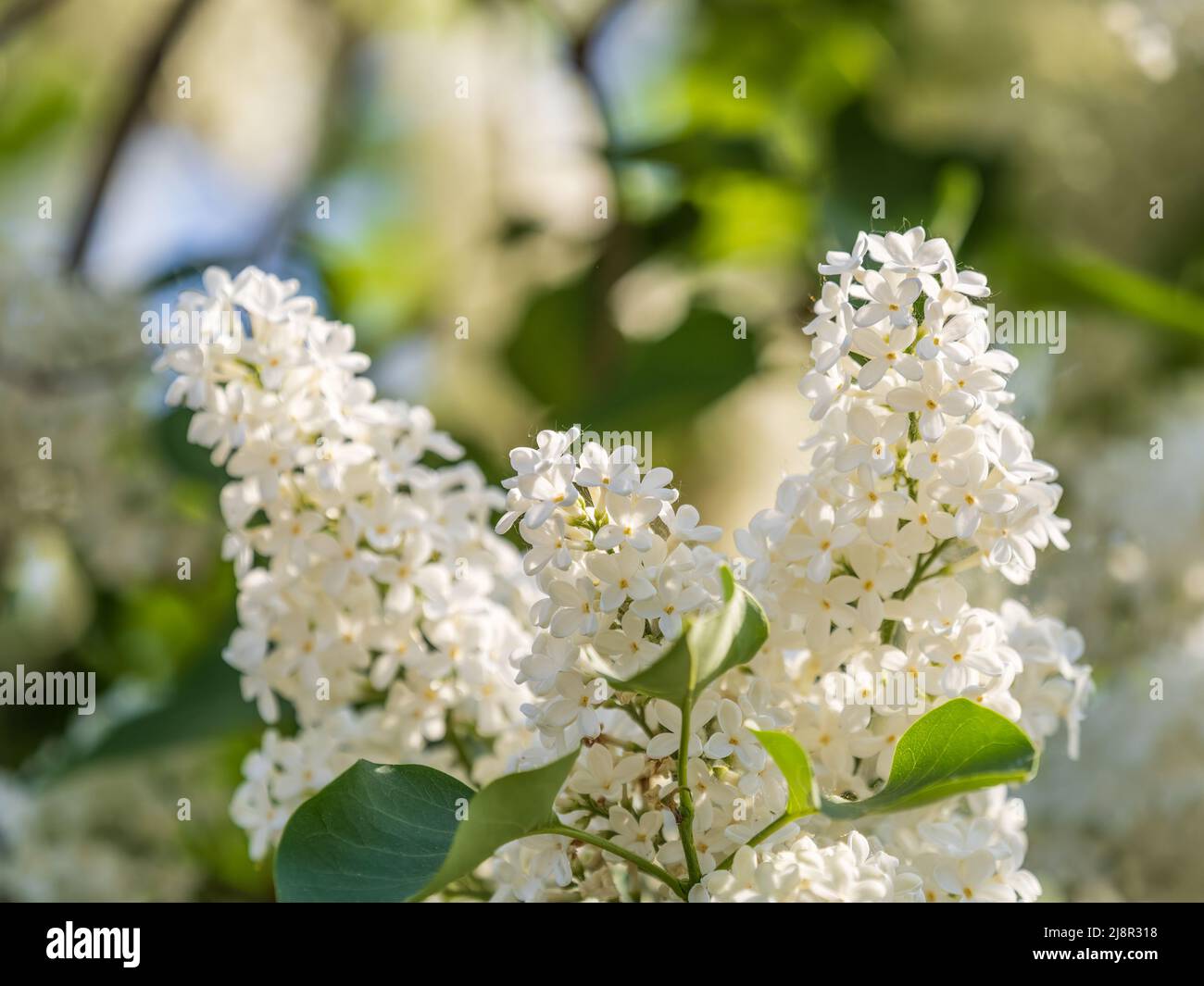 White Blooming Lilac Flowers in spring. Branches with spring lilac ...