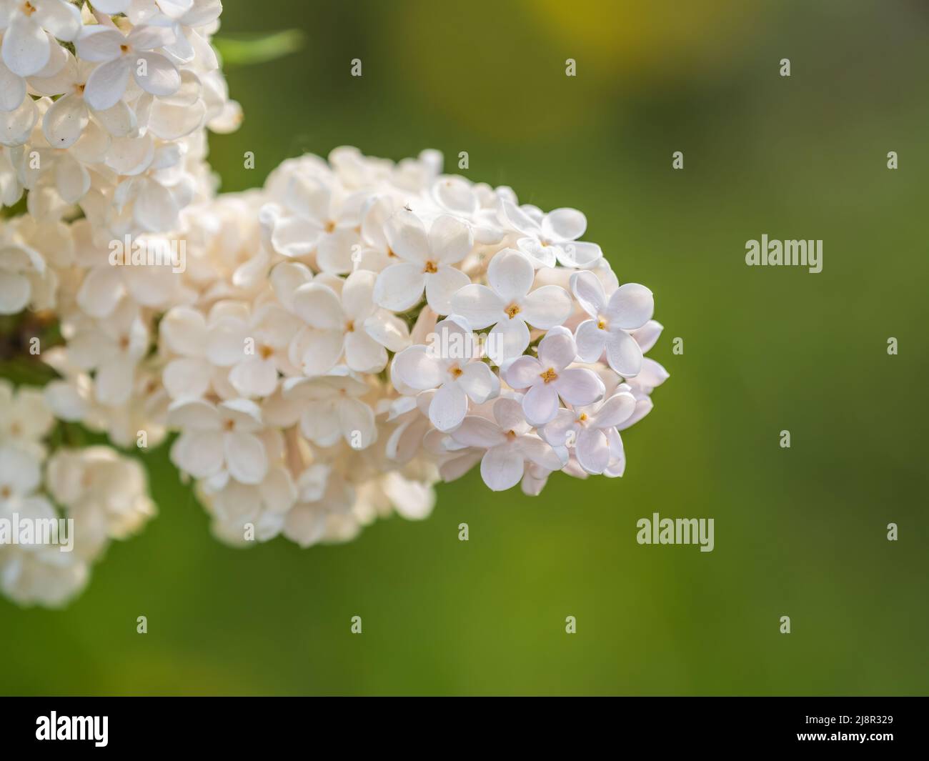 White Blooming Lilac Flowers in spring. Branches with spring lilac ...