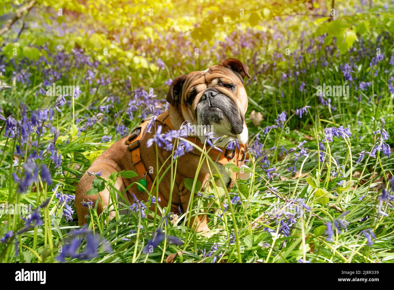 Red English/British Bulldog Dog looking up, licking out its tongue and ...