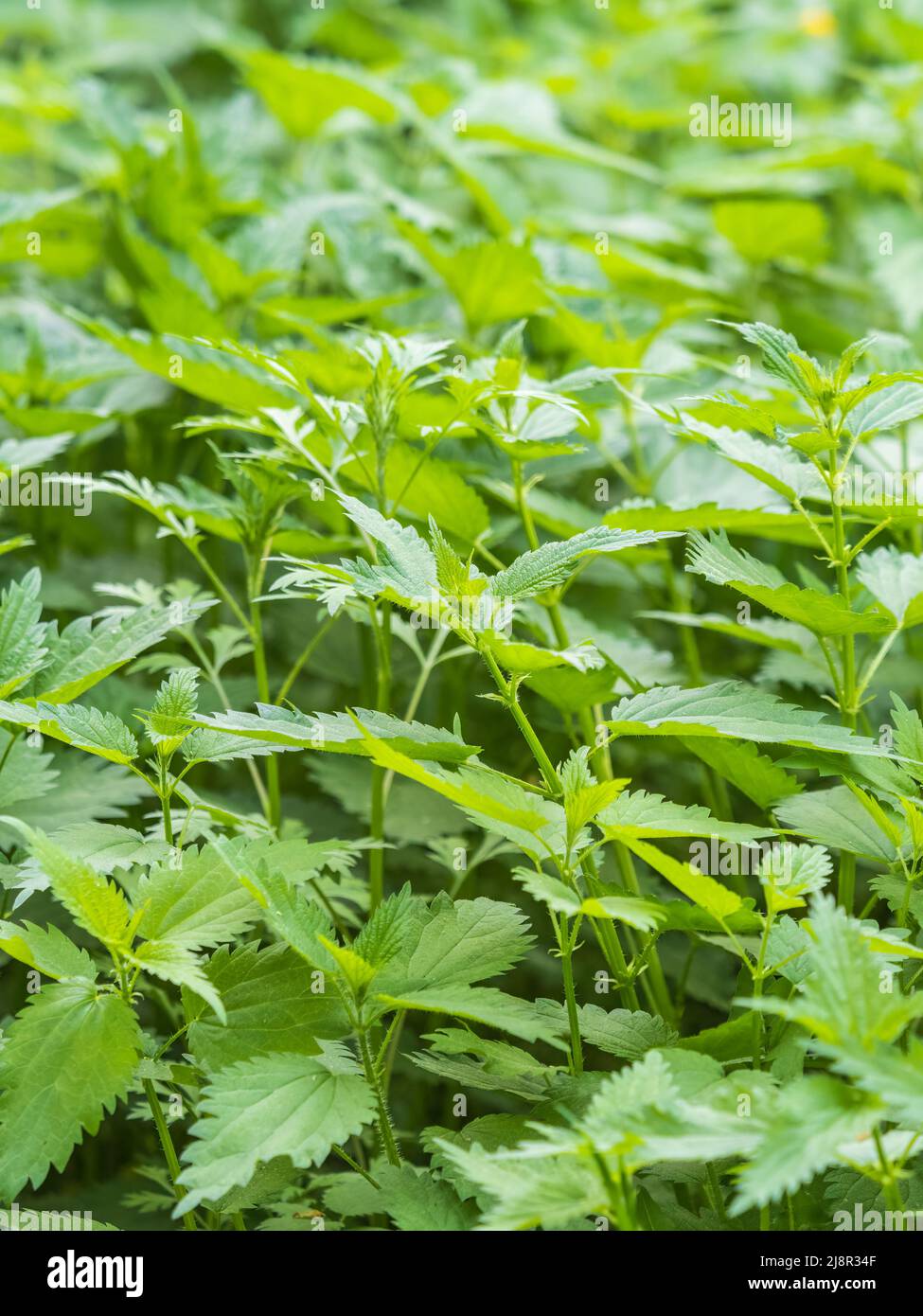 The nettle, Urtica dioica, with green leaves grows in natural thickets ...