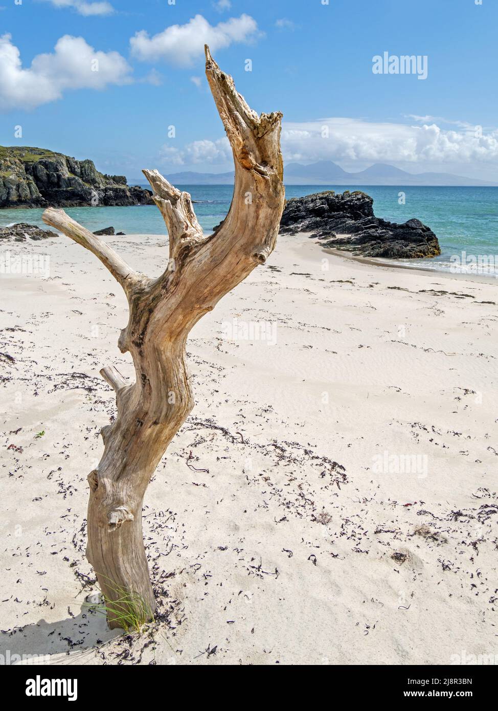 Old dead driftwood tree trunk erected on sandy beach at Cable Bay Beach ...