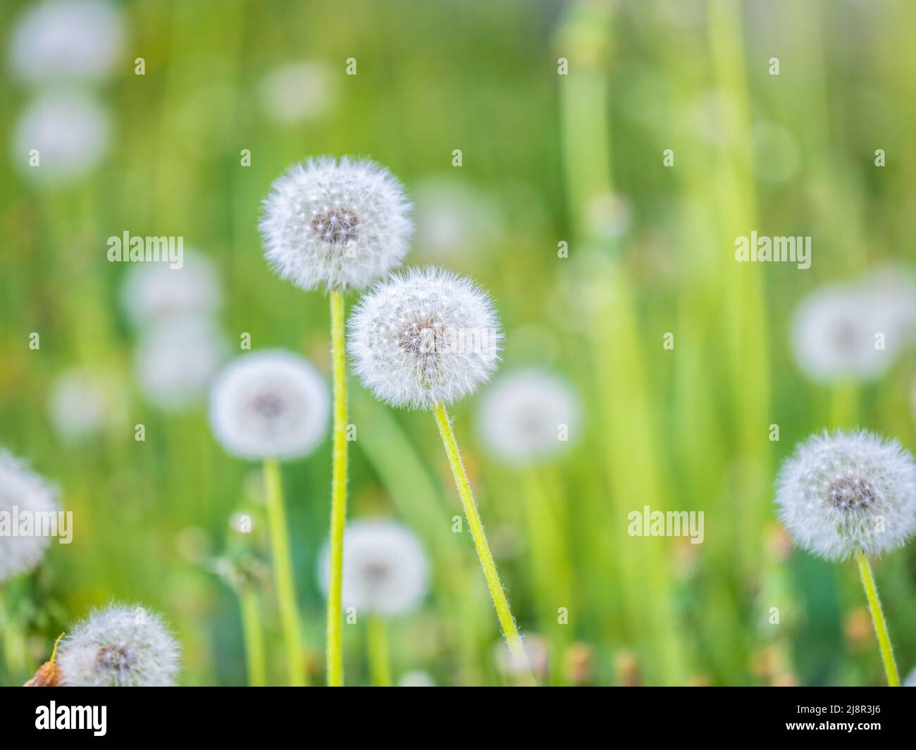 Field with white dandelion flowers. Meadow of white dandelions. Summer ...