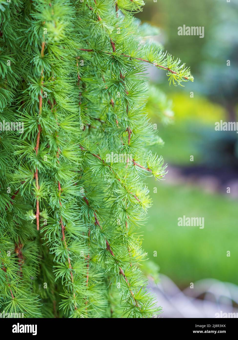 Siberian larch branch hi-res stock photography and images - Alamy