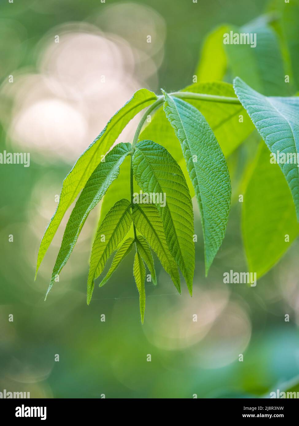 Branch with fresh green leaves of Juglans mandshurica, Manchurian ...