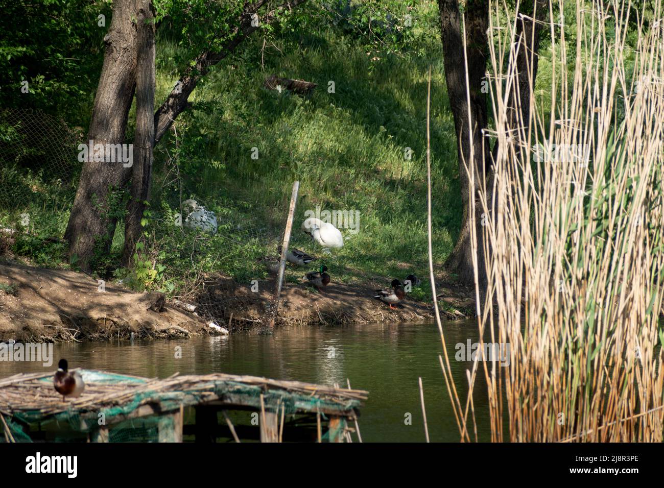 Mallard duck male female and white mute swans on the shore of a park ...
