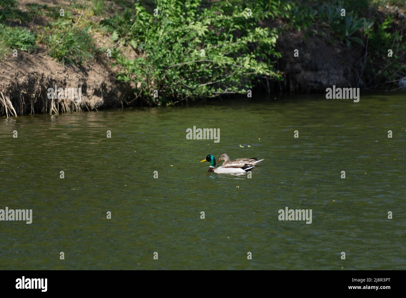Mallard duck. A male and female mallard duck swim on a pond Stock Photo ...