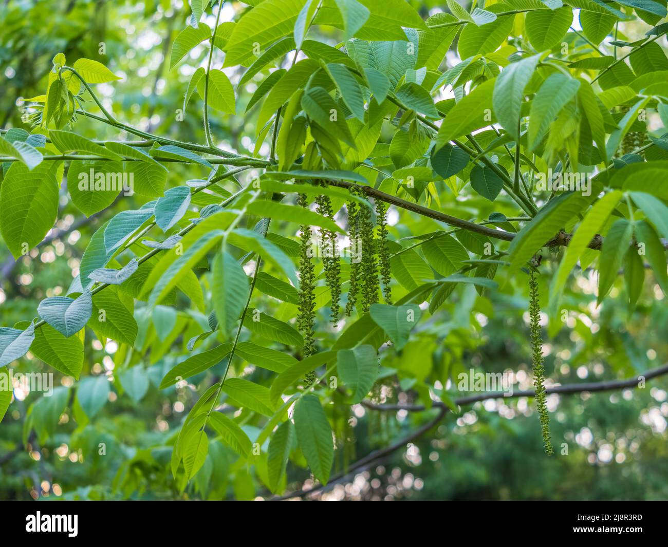 Chinese walnut tree hi-res stock photography and images - Alamy