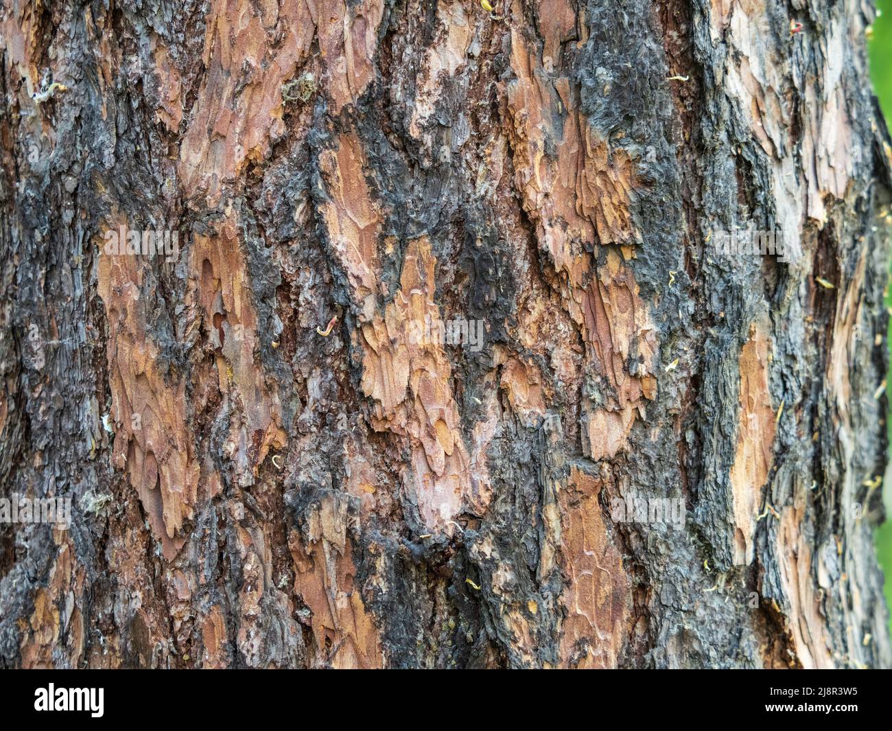 Bark texture and background of a old fir tree trunk. Detailed bark ...