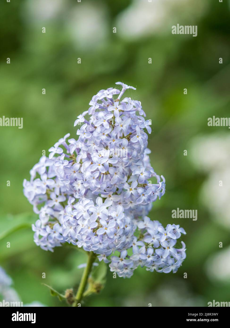 Blue Blooming Lilac Flowers in spring. Branches with spring lilac ...