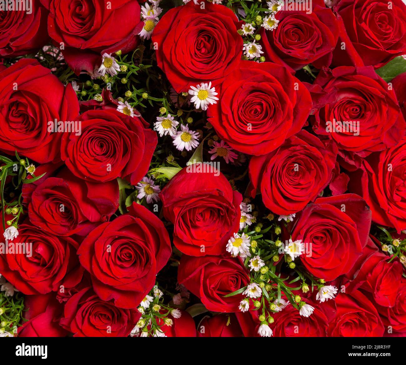 Flower bouquet fresh red roses hi-res stock photography and images - Alamy