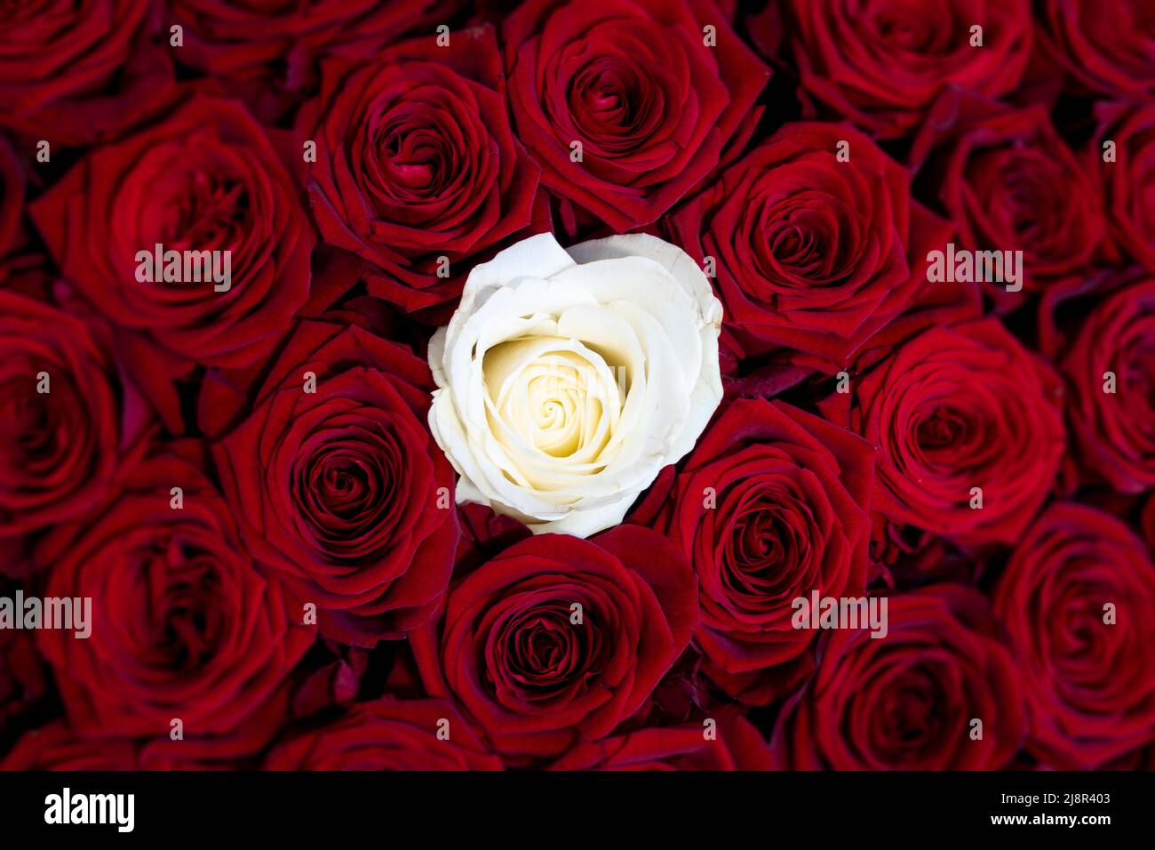 Bouquet With One White And Many Red Roses Stock Photo - Alamy