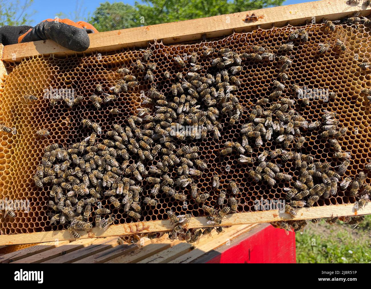 Full frame of a hive, Beekeeper holding hive frame with honeybees Stock ...
