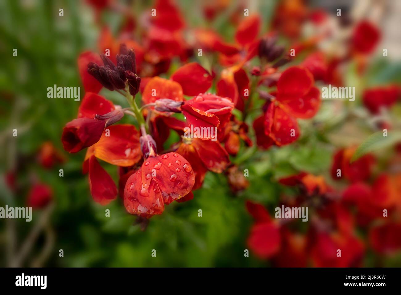 Vibrant red Erysimum, wallflower in close-up, natural plant portrait in ...