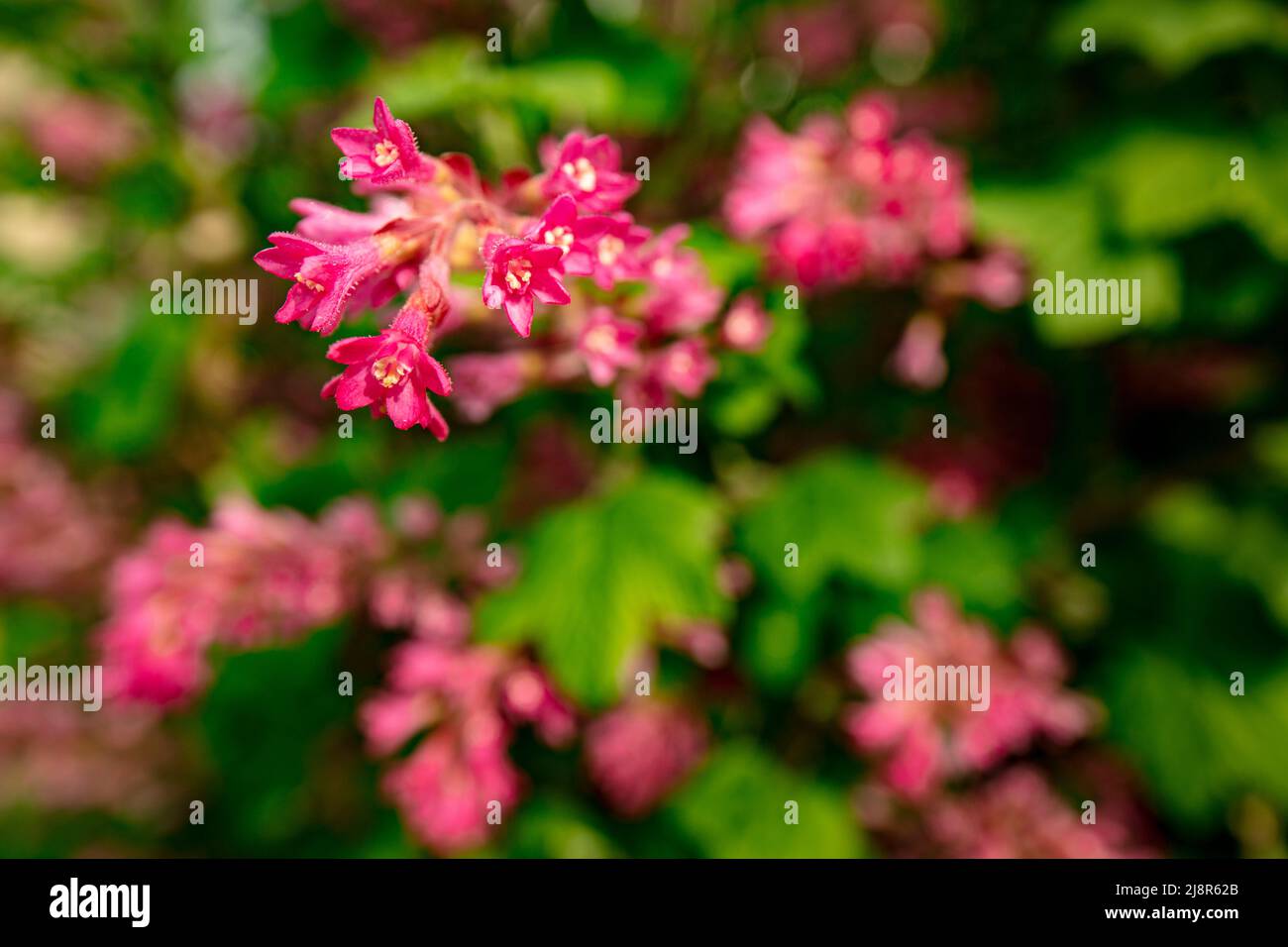 Weigela 'Looymansii Aurea' flowers in close-up with shallow depth of ...