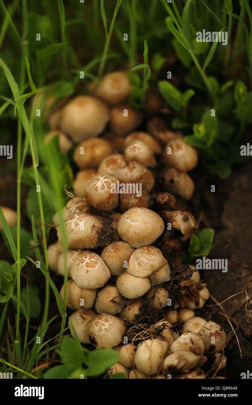 Mushrooms growing in garden soil hi-res stock photography and images ...