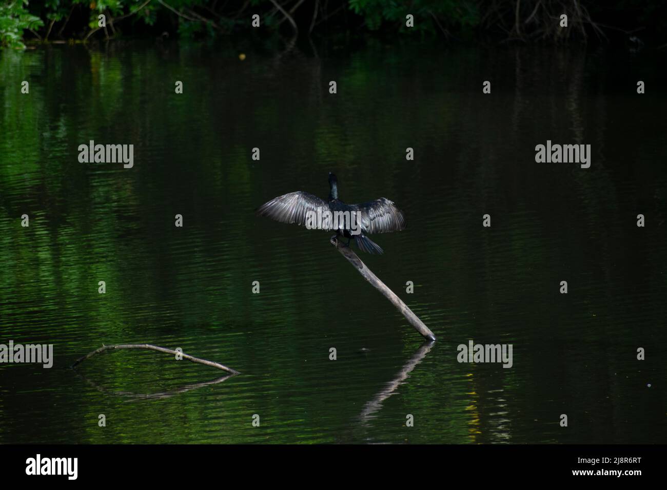 Little cormorant sri lanka hi-res stock photography and images - Alamy