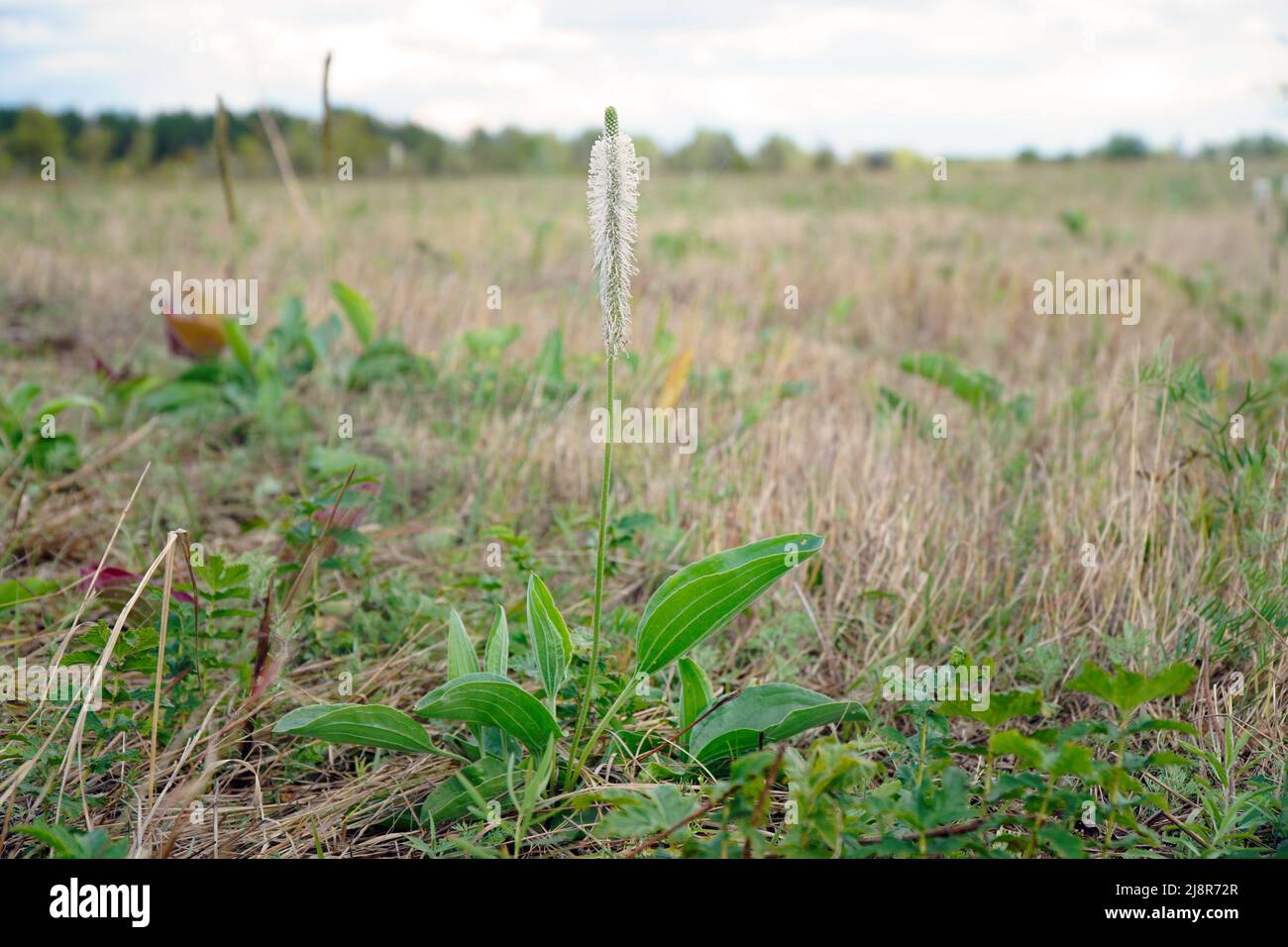 Wild medicinal plant plantain. Plantago maxima. Selective focus Stock ...