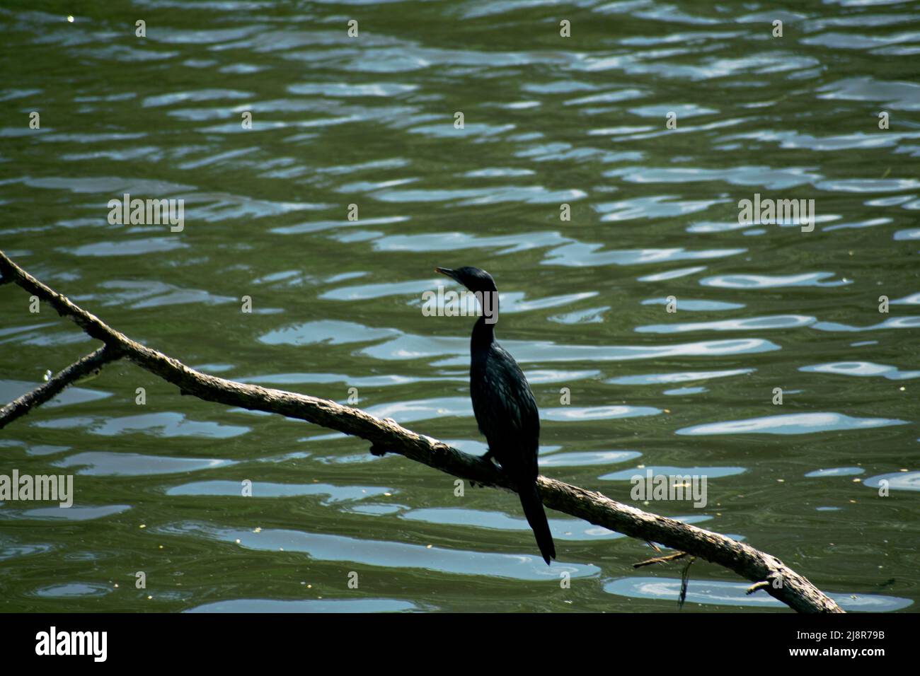 Sri lankan cormorant hi-res stock photography and images - Alamy