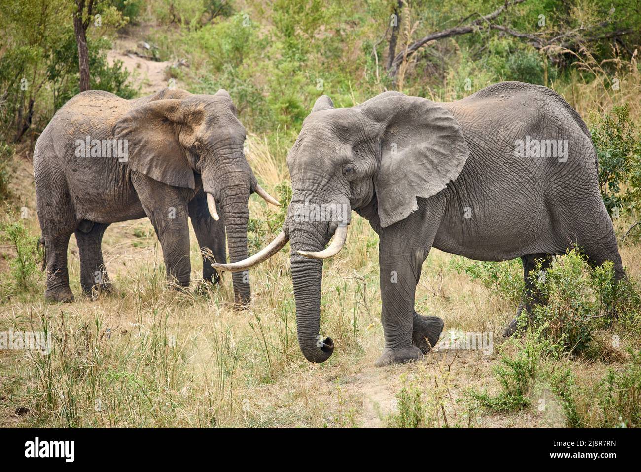 2 elephants with tusks in the kruger Stock Photo - Alamy
