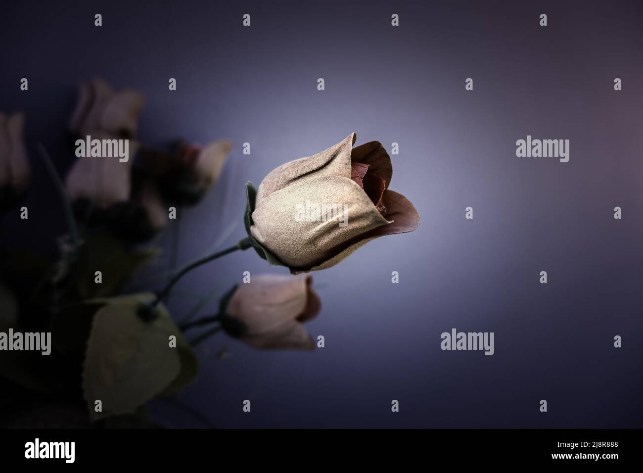 Detail of reminder flowers in a cemetery, memorial tribute Stock Photo ...