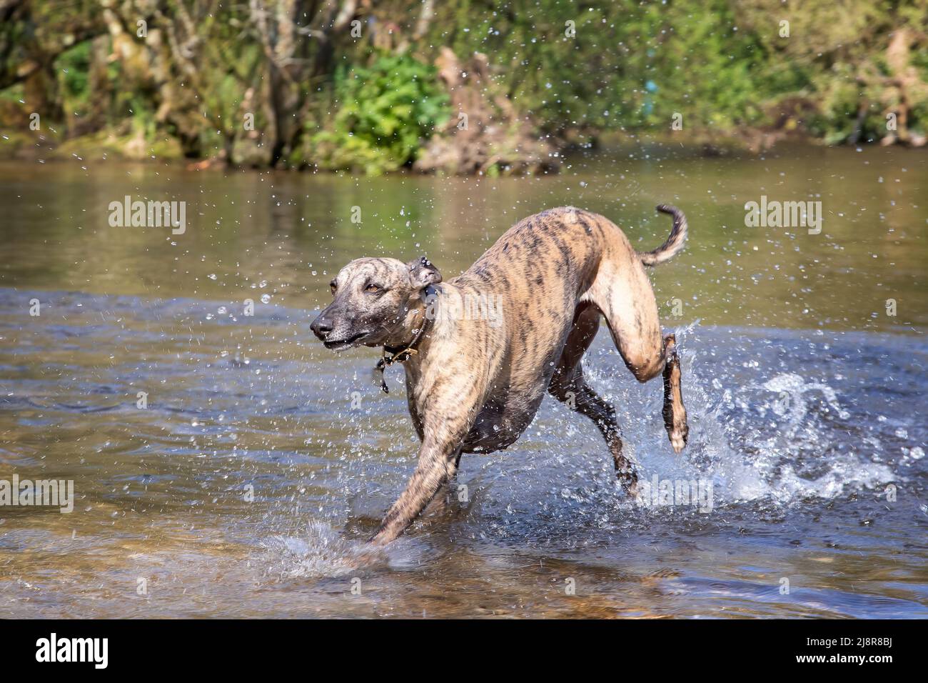 Adult brindled whippet runs through a river in the English countryside ...