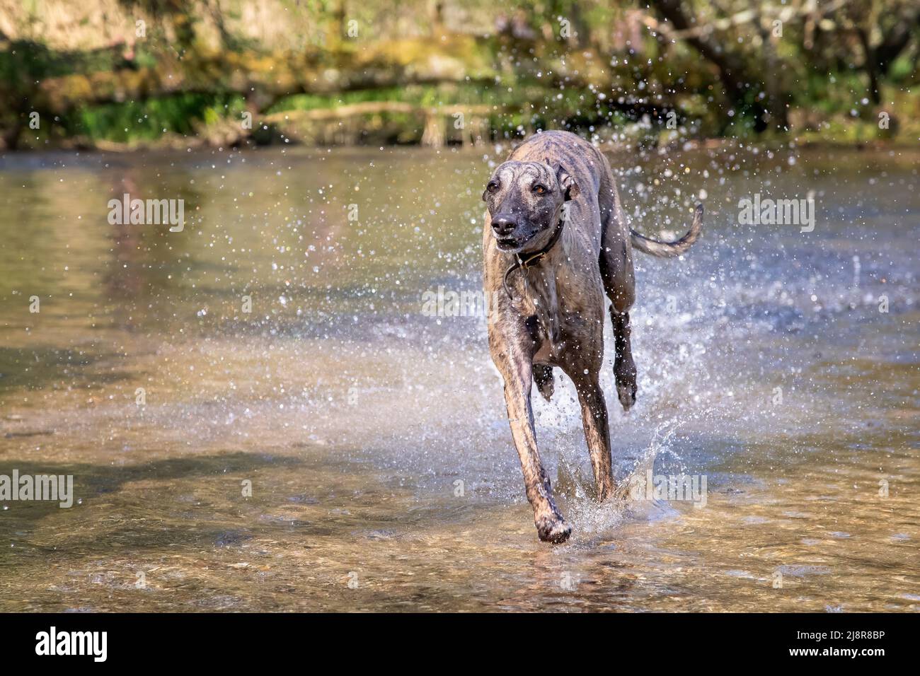 Adult brindled whippet runs through a river in the English countryside ...