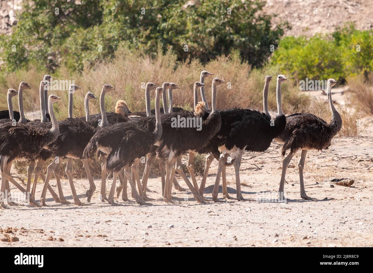 Telephoto shot of a giant group of Ostriches crossing a dirt road ...