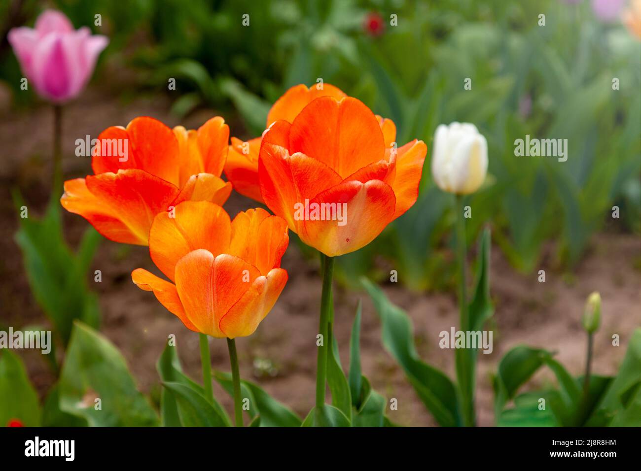 Parrot tulips large flowers hi-res stock photography and images - Alamy