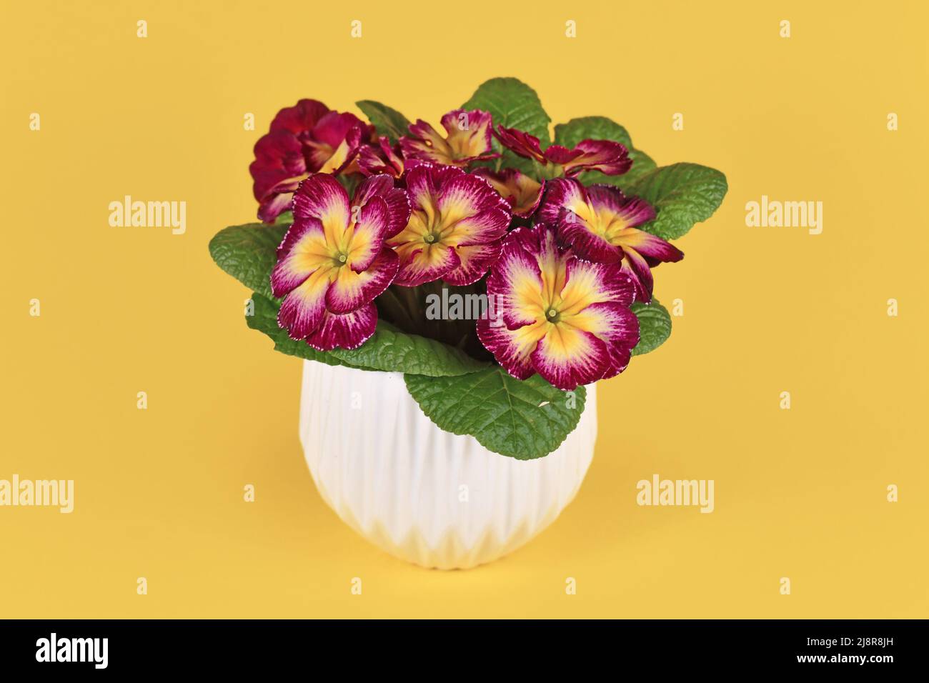 Two colored dark pink and yellow 'Primula Acaulis' primrose flowers in ...