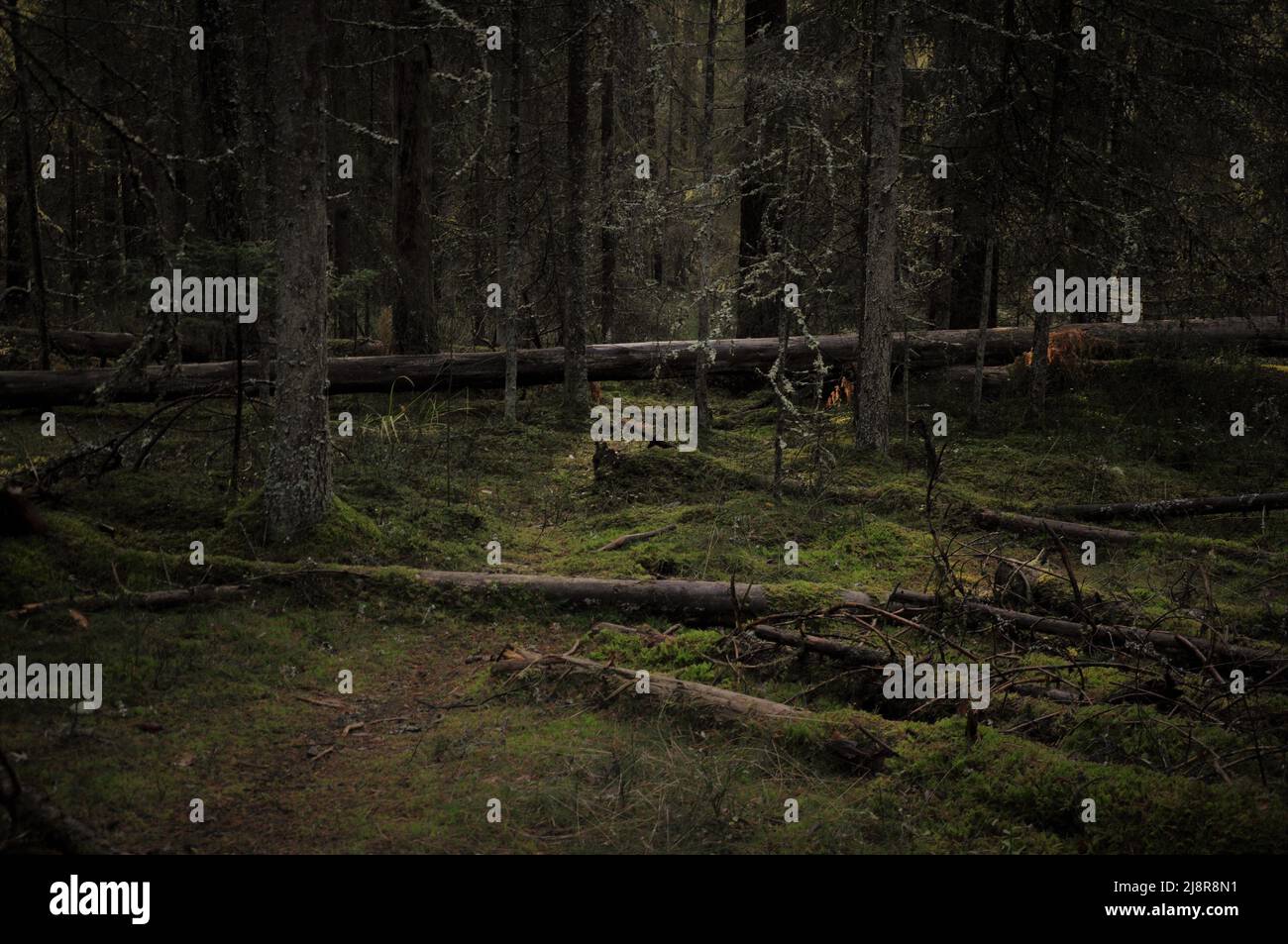 @oldforest hi-res stock photography and images - Alamy