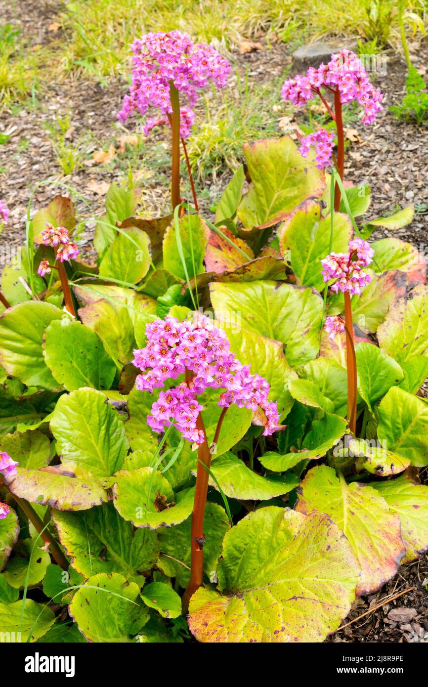 Bergenia oeschberg hi-res stock photography and images - Alamy