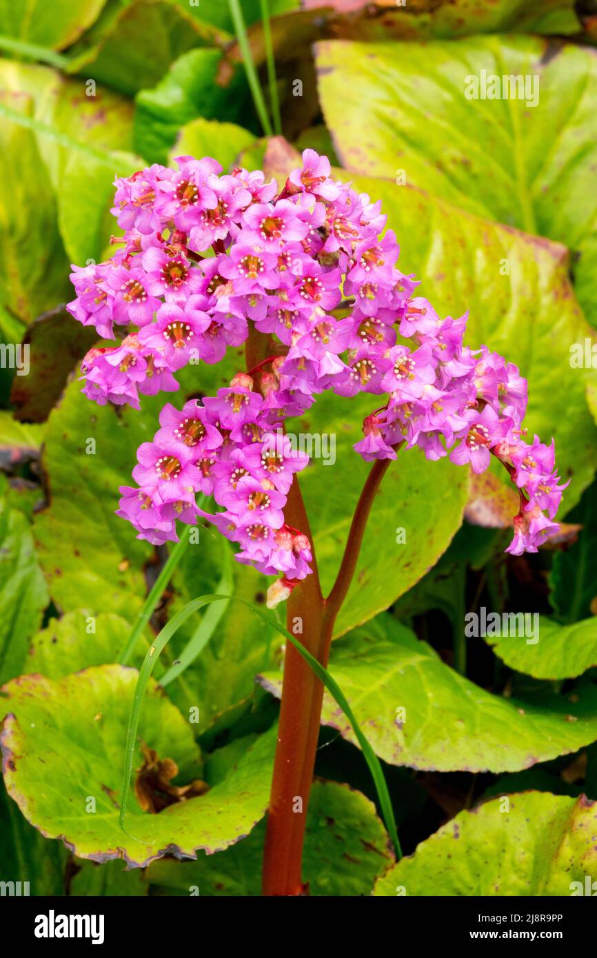 Oeschberg hi-res stock photography and images - Alamy