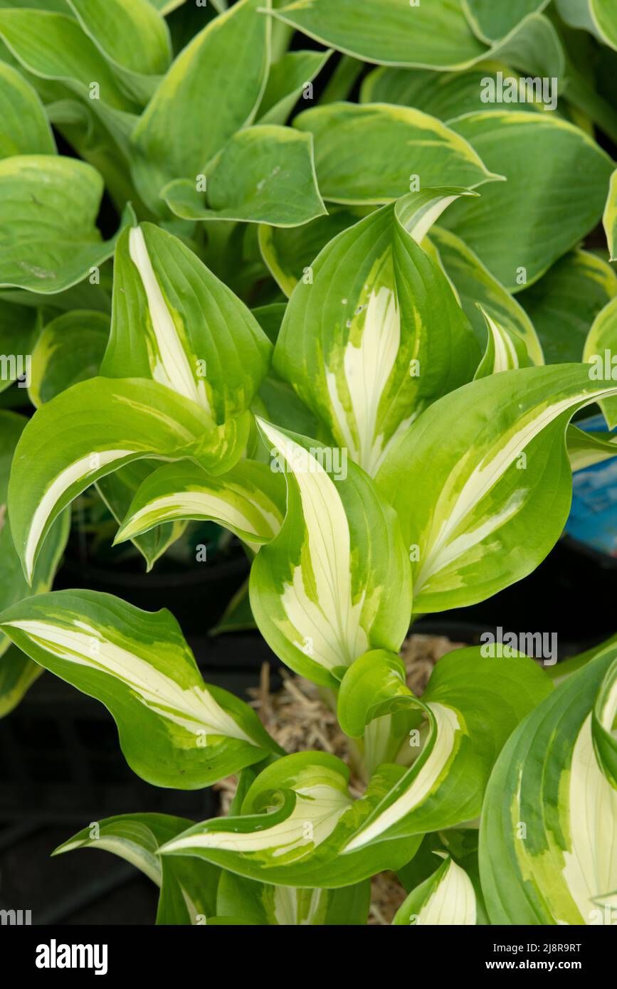 Hosta Brim Cup, Hostas Leaves Stock Photo - Alamy
