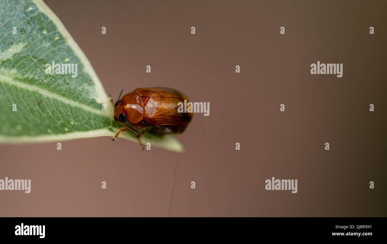 Brown bugs on the grass leave in blurred background. animals, insects ...