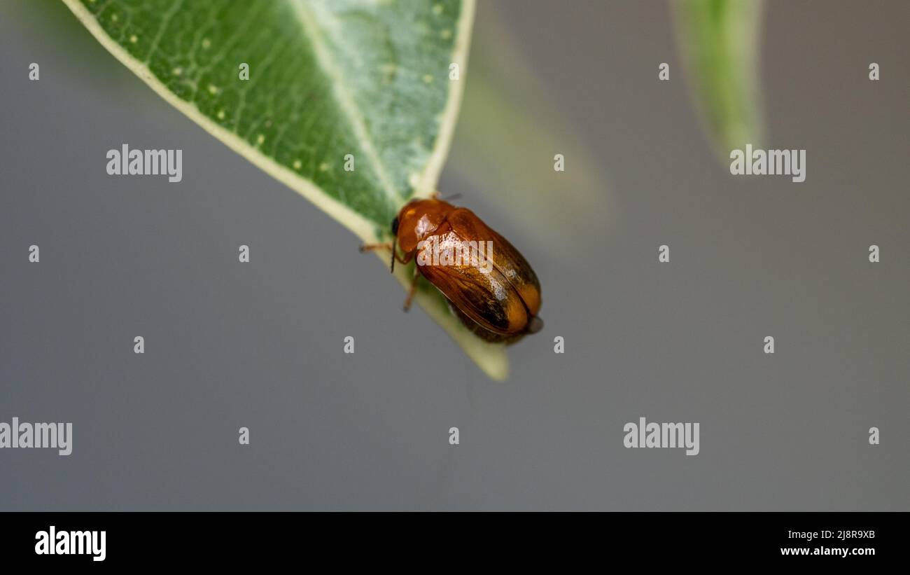 Brown bugs on the grass leave in blurred background. animals, insects ...