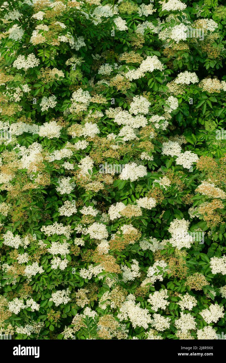 Sambucus nigra elder italy hi-res stock photography and images - Alamy