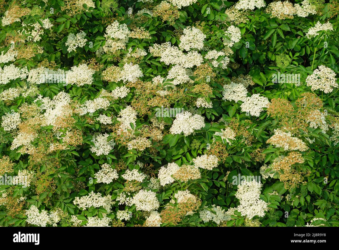 Sambucus nigra elder italy hi-res stock photography and images - Alamy