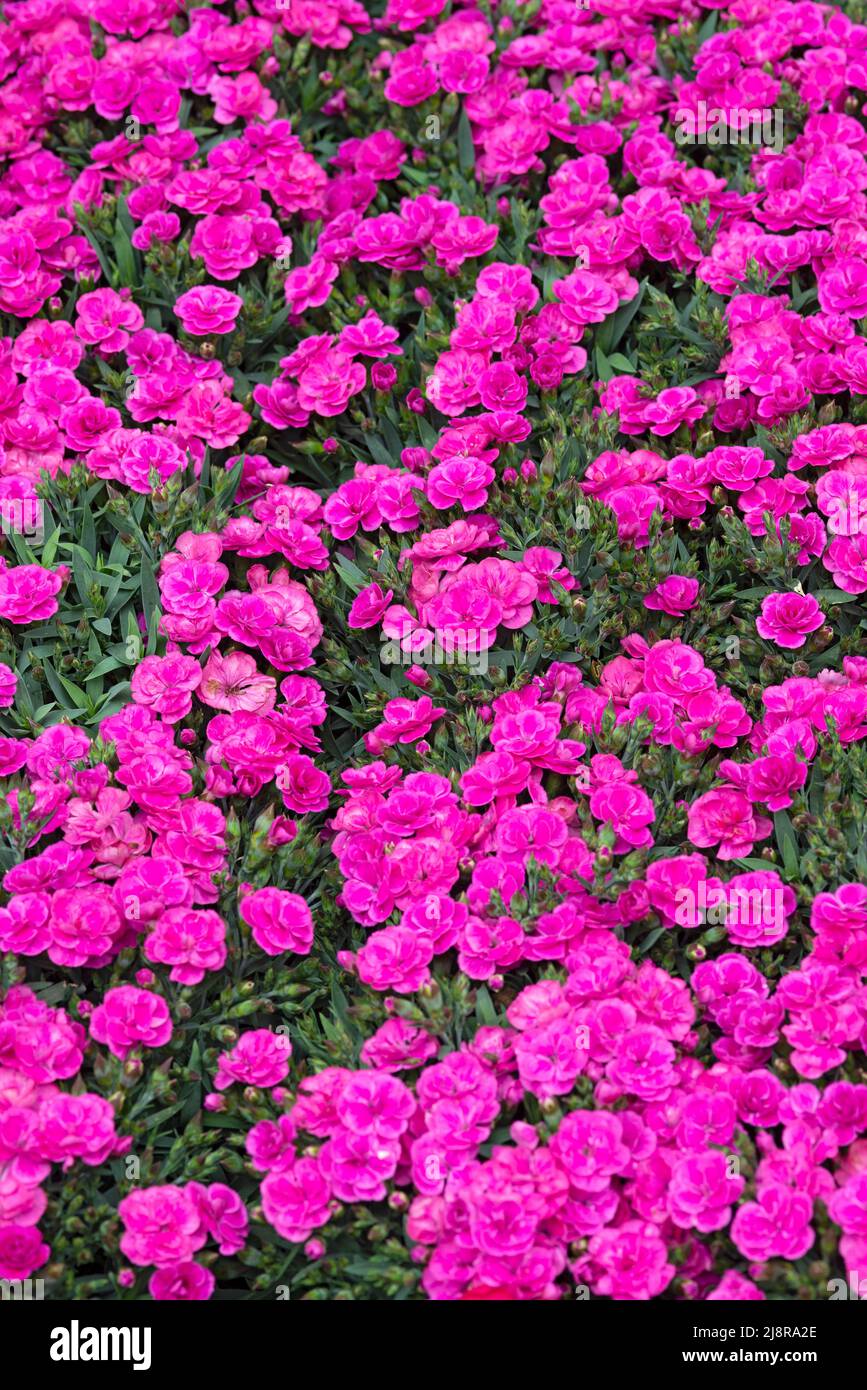Dianthus Peman Carnation, Blossom Stock Photo - Alamy
