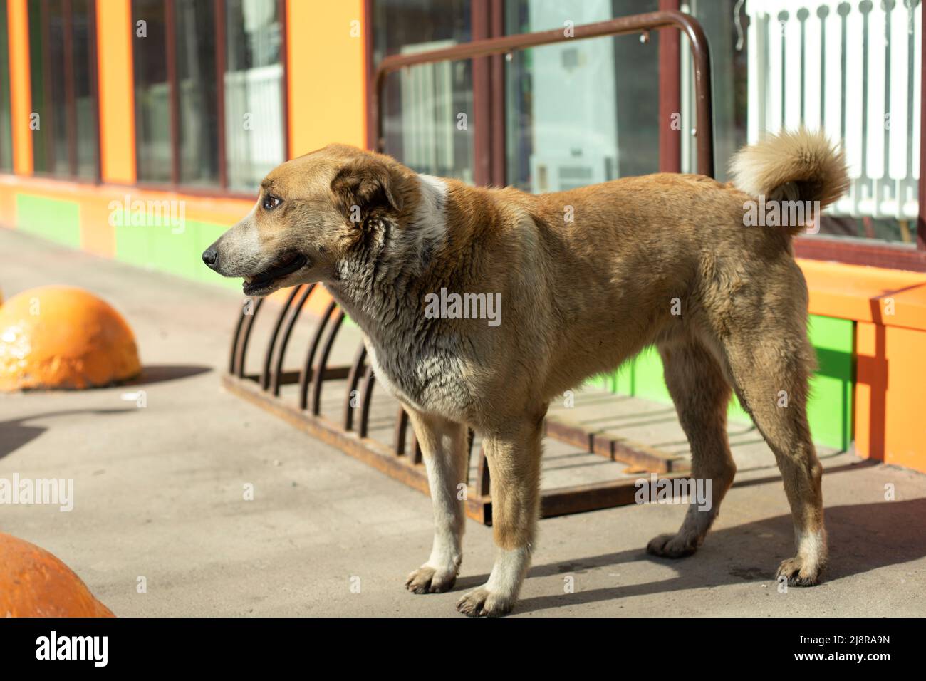 Stray dog near grocery store. Dog on street. Pet is looking for host in ...