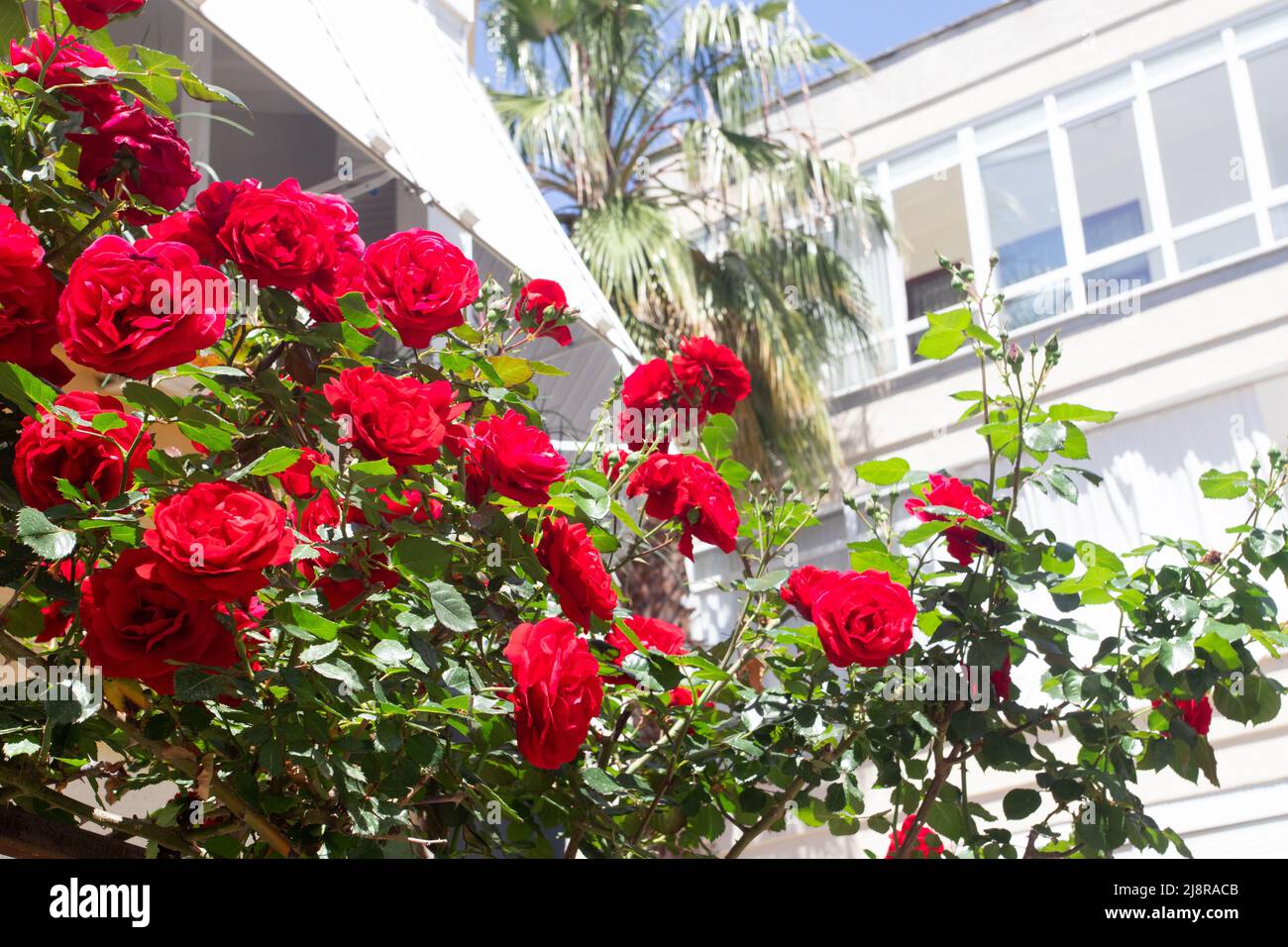 Rose over door hi-res stock photography and images - Alamy