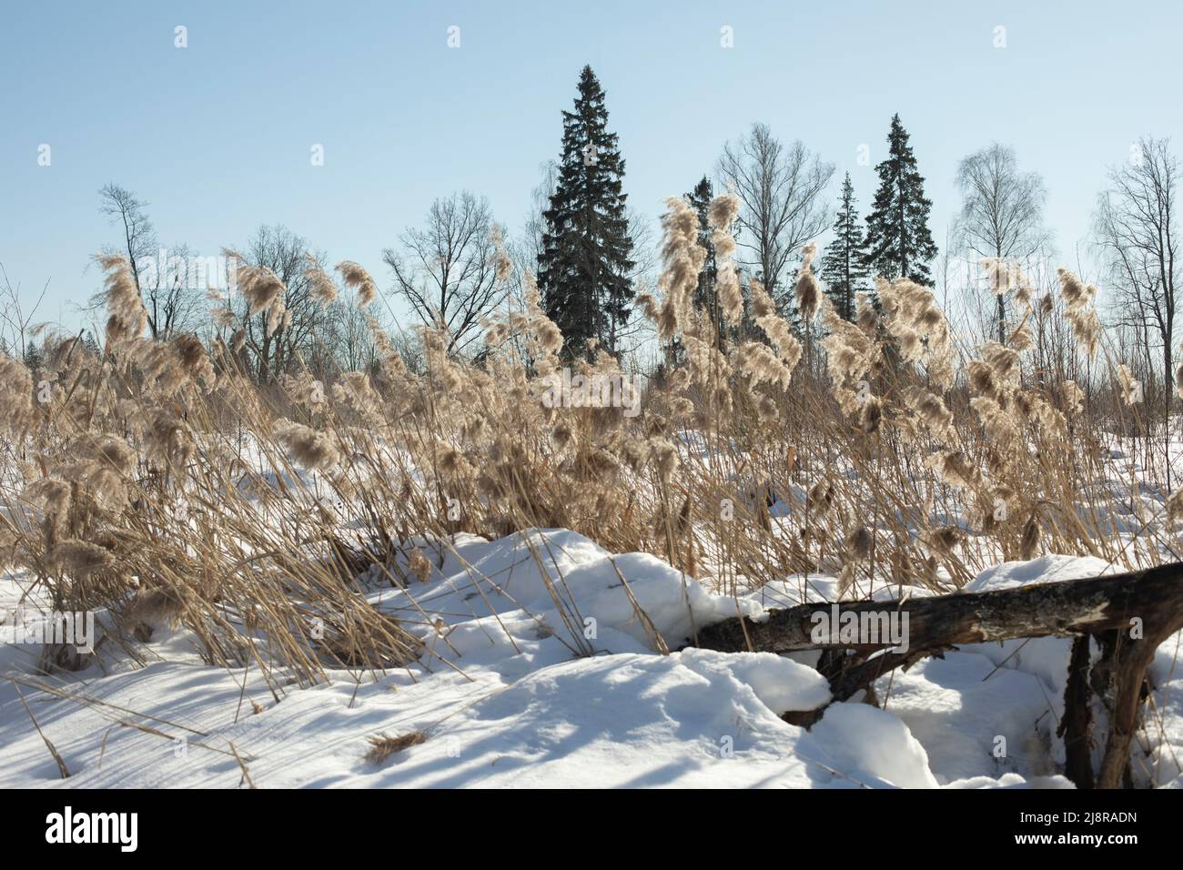 Forest in winter. Nature in Siberia. Trees and snow. Natural landscape ...