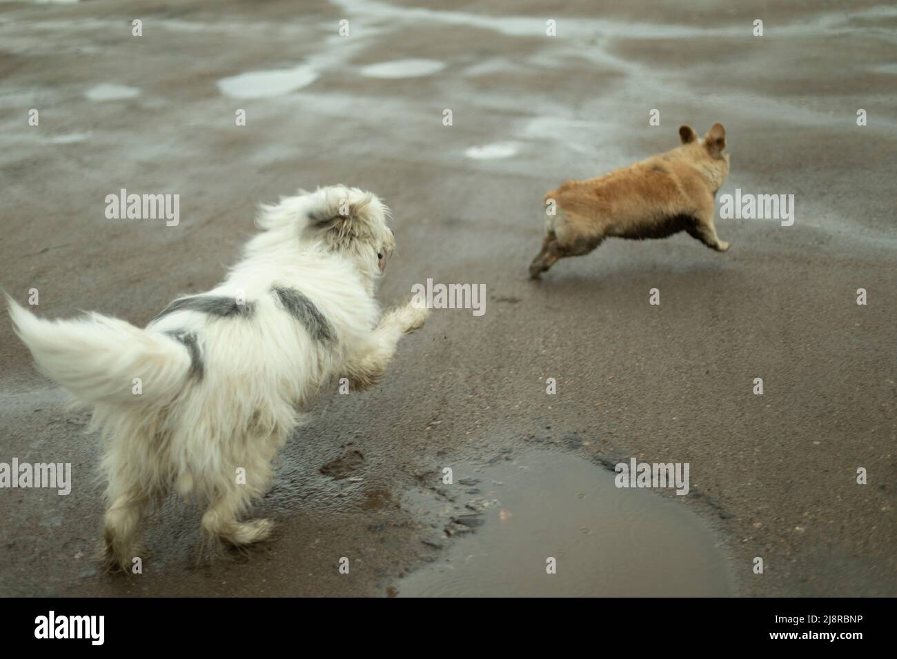 Do Dogs Play Together