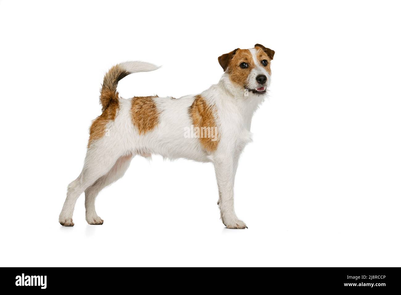 Short-haired Jack russell terrier dog posing isolated on white ...